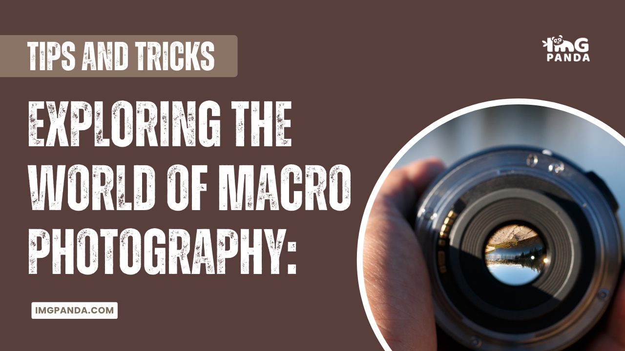 Exploring the World of Macro Photography: Tips and Tricks – IMGPANDA ...